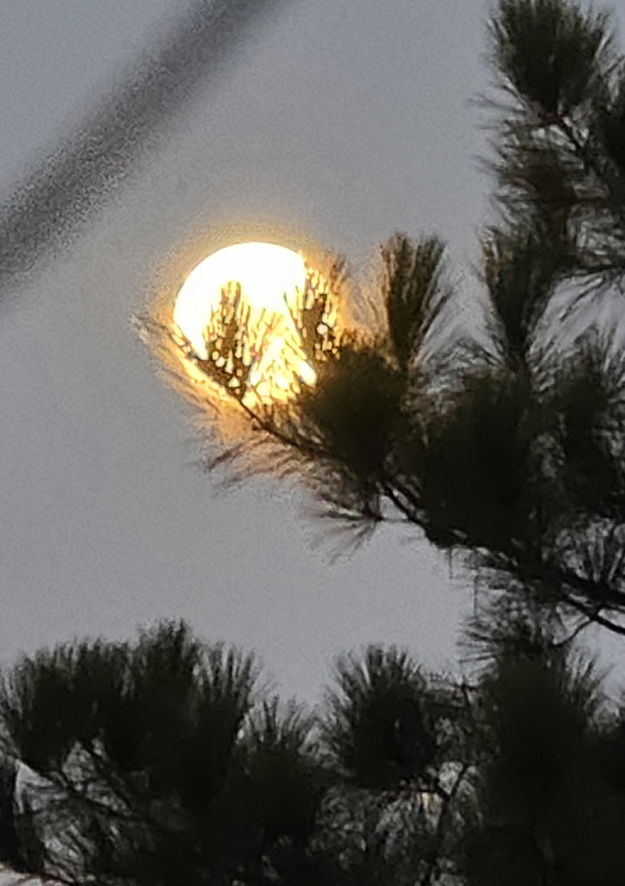 Full Moon Morning Glory – Zane Says